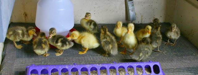 GOLDEN CASCADE DUCKLINGS @ ONE WEEK – High Country Living