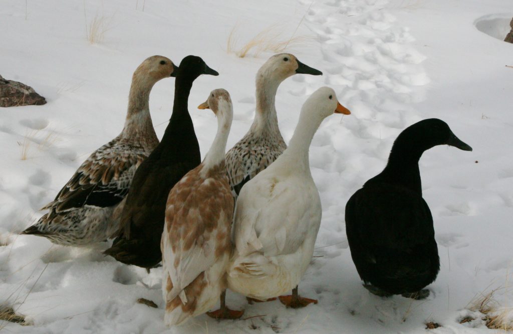 WINTER DUCKS – High Country Living