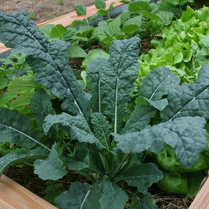 KALE – High Country Living